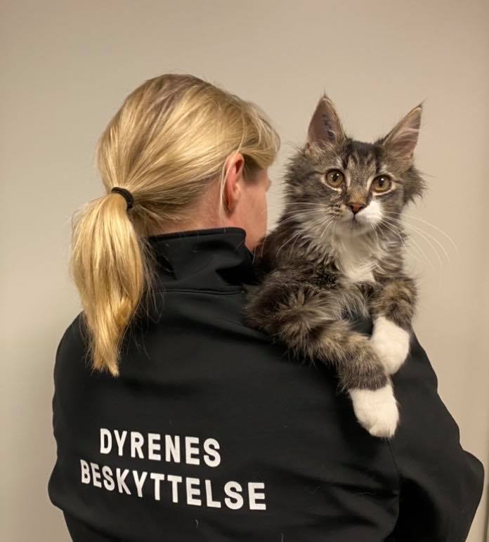 1 år og 1200 katte senere | Dyrenes Beskyttelse